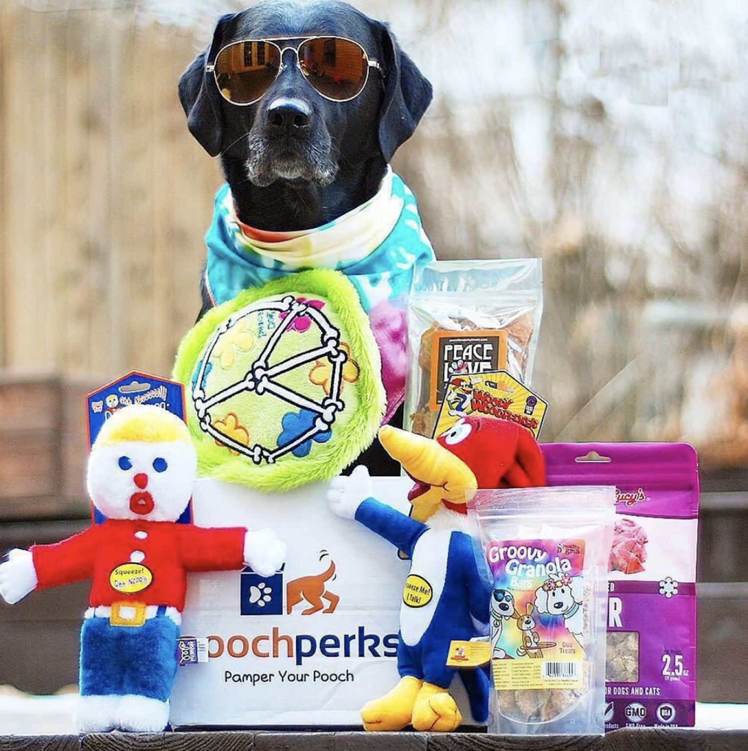 20 Unique Gifts for Pets: Pamper Your Pet! - Gifter World